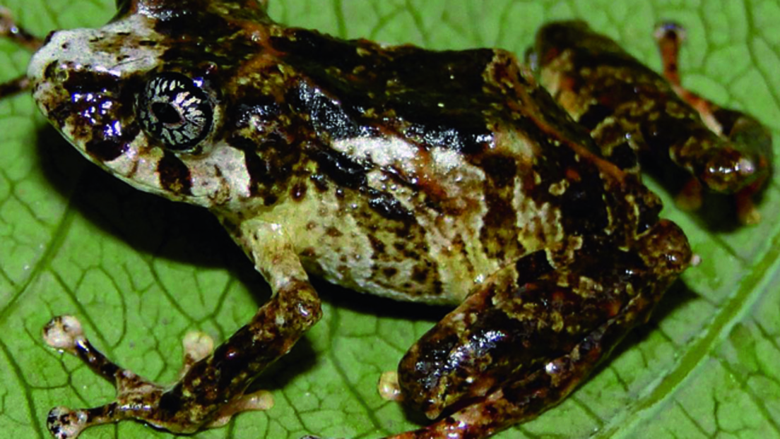 Nueva especie de ranas son descubiertas en bosques de Perú