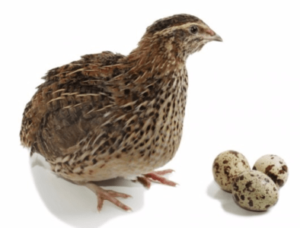 Destacan rentabilidad de la crianza y reproducción de codornices