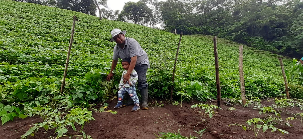 Agricultores de Managua esperan excelente cosecha de granos básicos