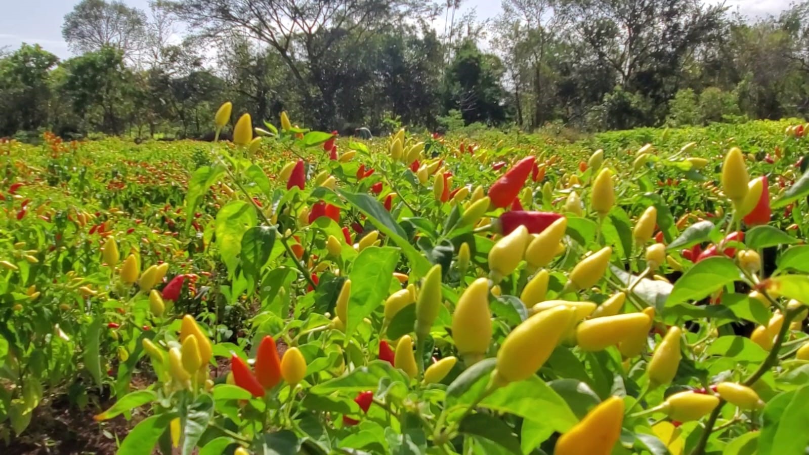 Productor rivense con exitoso cultivo de chile