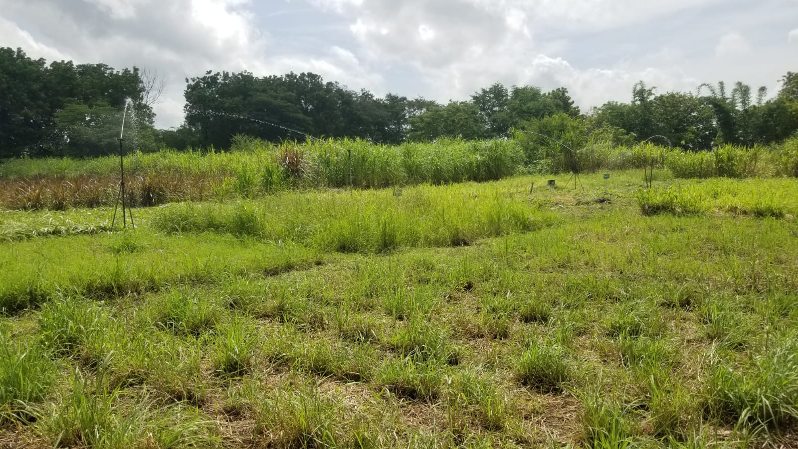 Nuevas variedades de pasto para ganado mayor y menor
