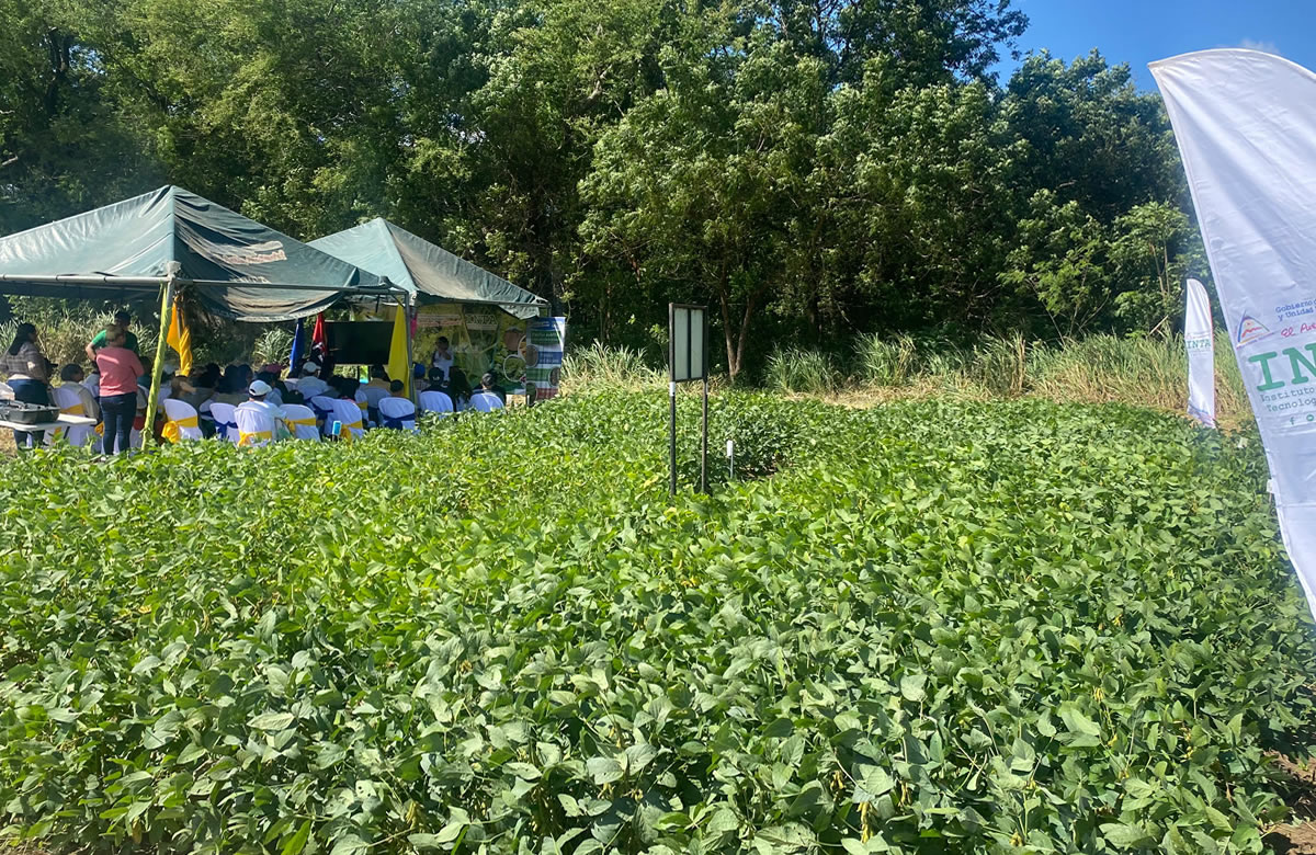 INTA impulsa tecnología para optimizar el rendimiento del cultivo de soya